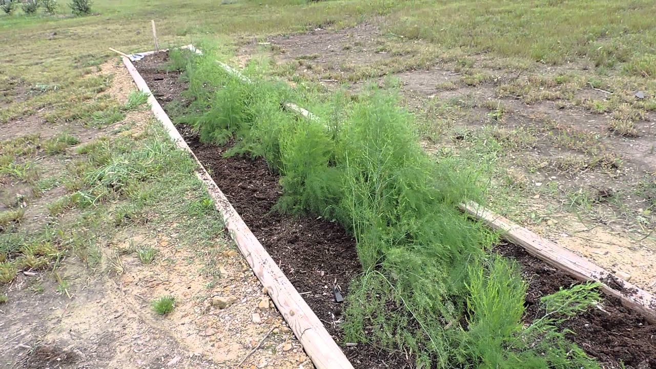 Planting an asparagus patch from seeds.  Part 7.