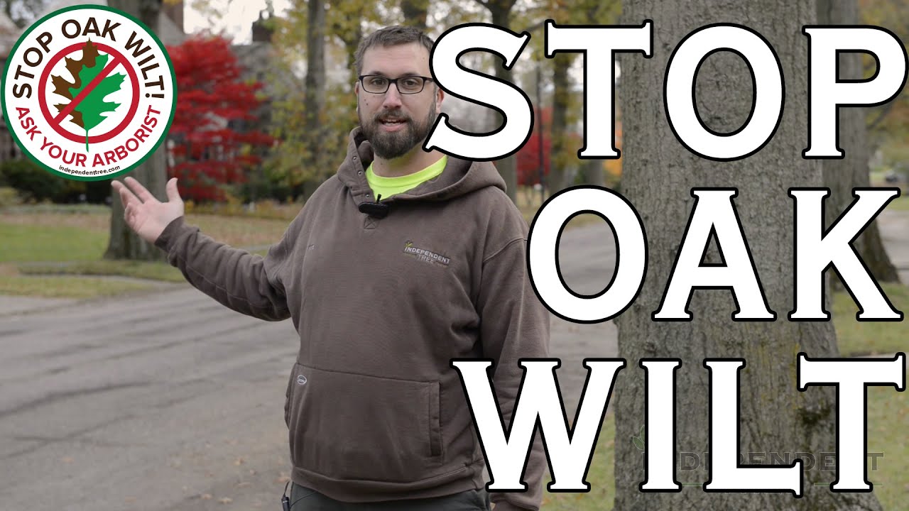 Oak Wilt Diagnosis, Treatment and Prevention in Northeast Ohio | Independent Tree