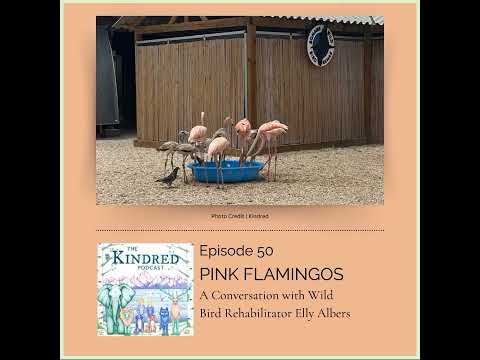 50. Pink Flamingos | A Conversation with Wild Bird Rehabilitator Elly Albers