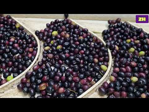 Moulin d'olive/معصرة الزيتون بوعروس،معصرة ممتازة تسير ممتاز وتجهيزات في المستوى على نغمات أمازيغي