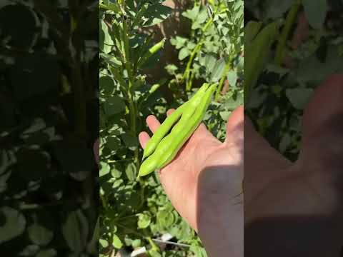Fava Beans - How Do They Grow?