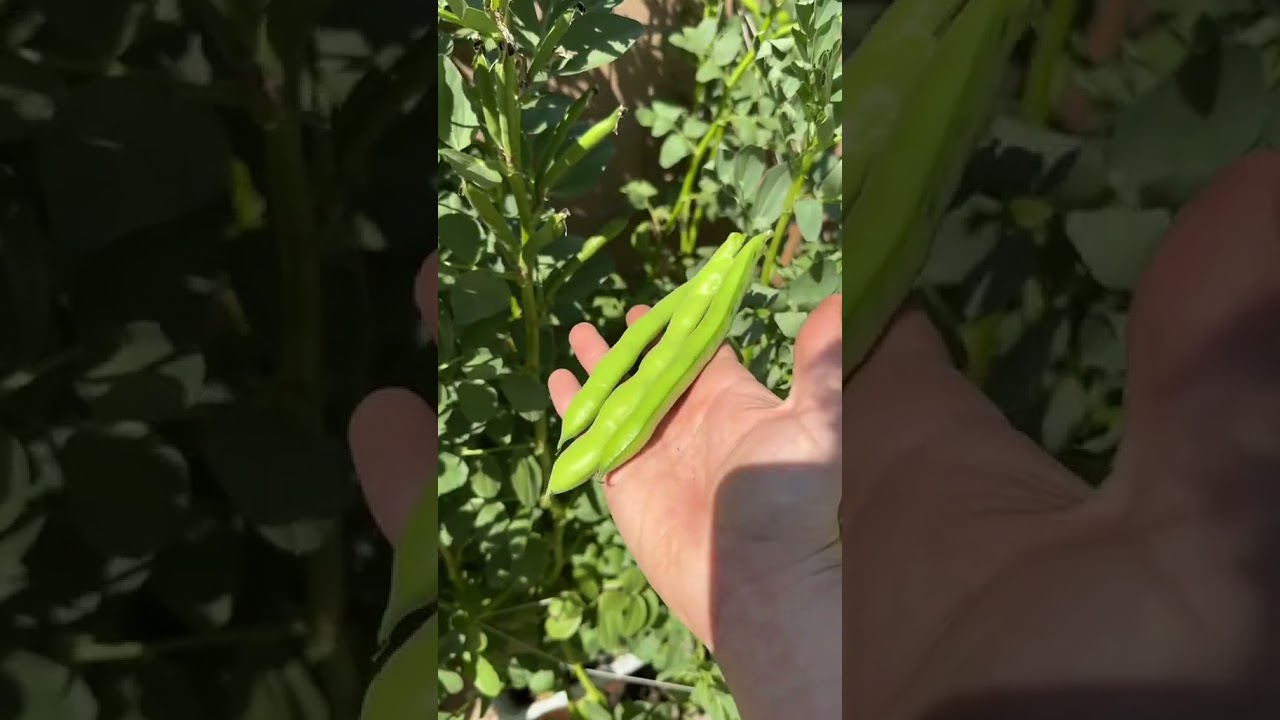 Fava Beans - How Do They Grow?