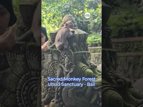 Sacred Monkey Forest Ubud Bali