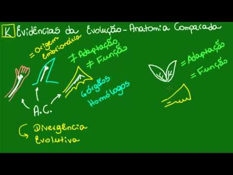 Homologia e Analogia - Biologia | Manual do Enem