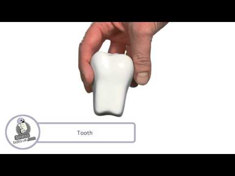 Tooth Shaped Stress Ball