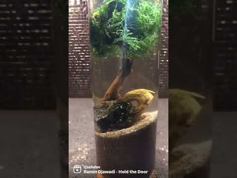 Tree of Life. Earth and Water elements give the tree its meaning.