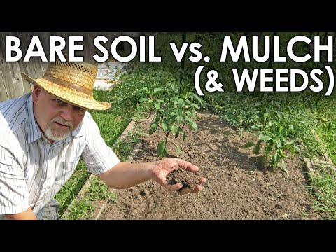 Bare Soil vs. Mulch (and what about WEEDS?) || Black Gumbo