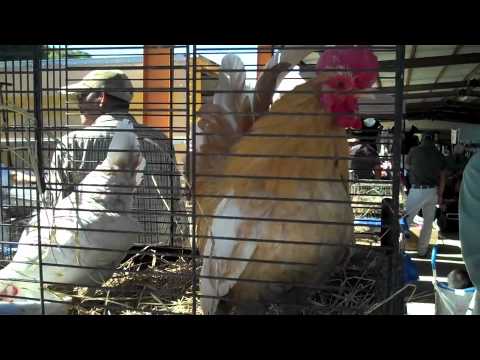Ocala's I-75 Super Flea Market