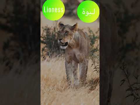 What does lioness mean in Lebanese Arabic dialect? #learnarabic #levantine #spokenarabic #lion