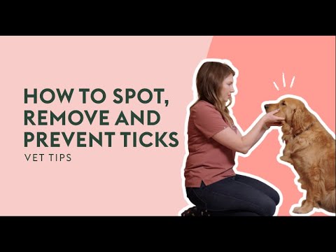 How To Spot, Remove And Prevent Ticks | Vet Tips