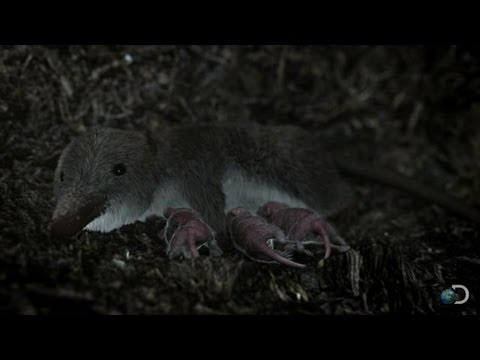 Mammals Have Arrived | Curiosity