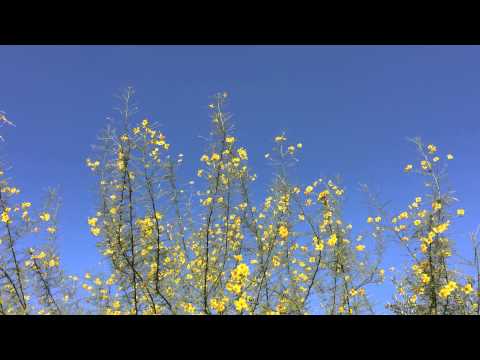 Palo Verde in Bloom, Palm Springs, CA