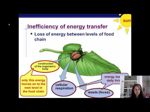 Energy in Ecosystems