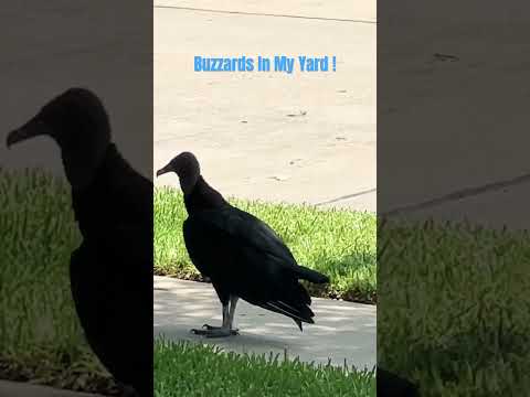 Buzzards In My Driveway #shorts #buzzard #vultures