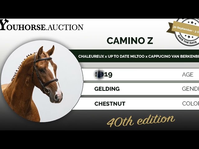 Youhorse.auction | Camino Z