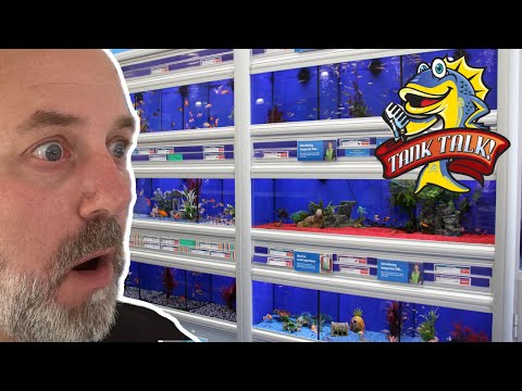 Finding The Right Fish Store And Some DRAMA! Tank Talk Episode 12