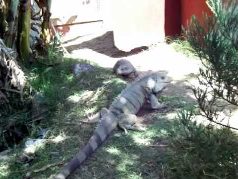 Calling my monitor lizard by Name!