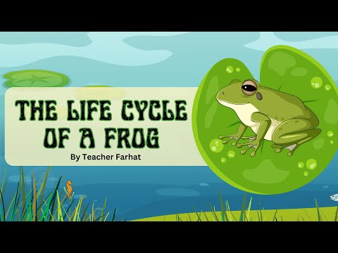The Life Cycle of a Frog | Primary School Science