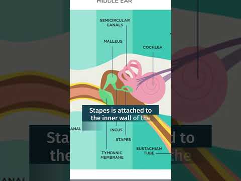 What are the 3 Bones in the Middle Ear?| Dr. K. R. Meghanadh| Medyblog