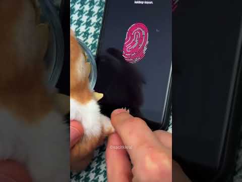 Hamster With Touch ID😍
