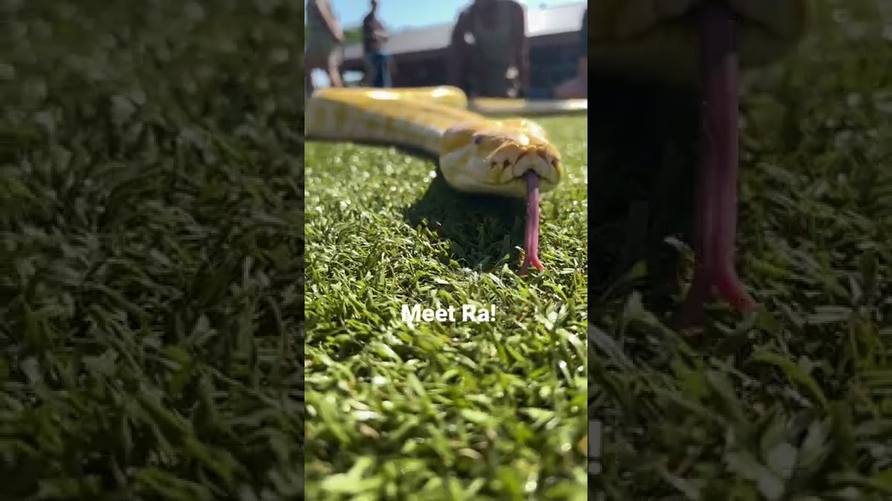 Have you ever touched a Python? #burmesepython #python #snakes #snake #reptiles