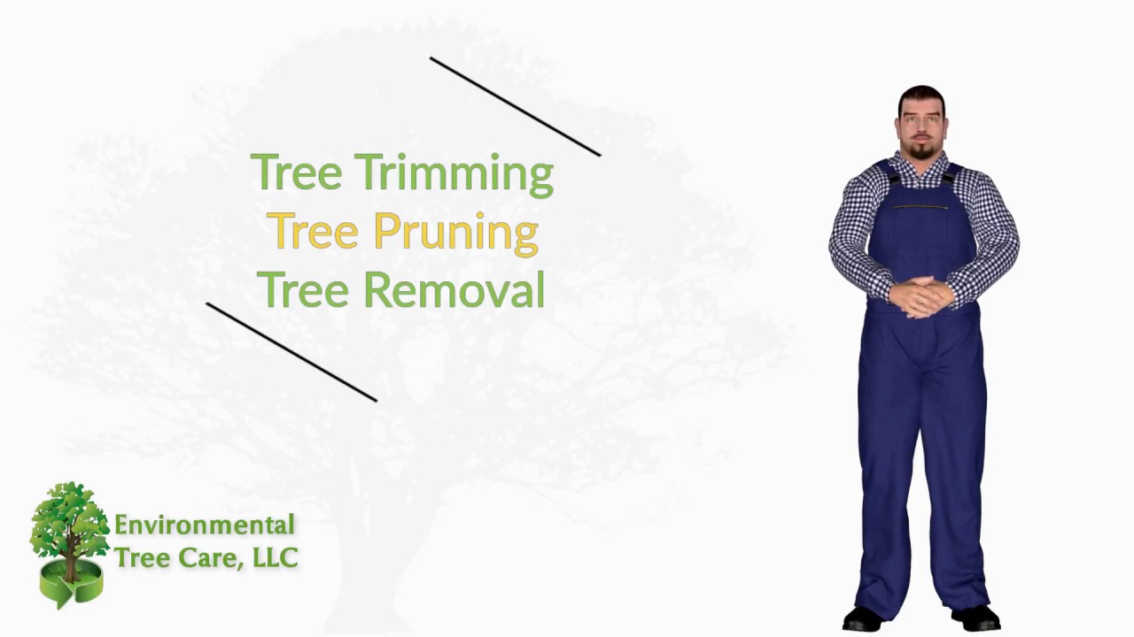 Denver Tree Service Since 2004