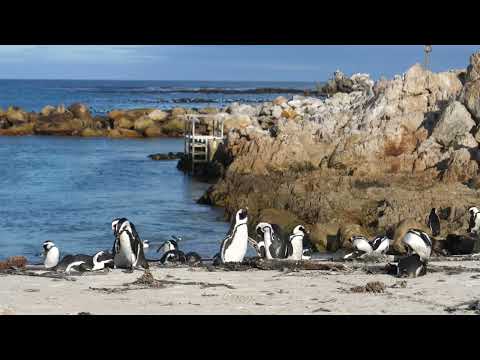 Adult Swim Bump: Still Shot Of Penguins On A Beach In South Africa (FANMADE)
