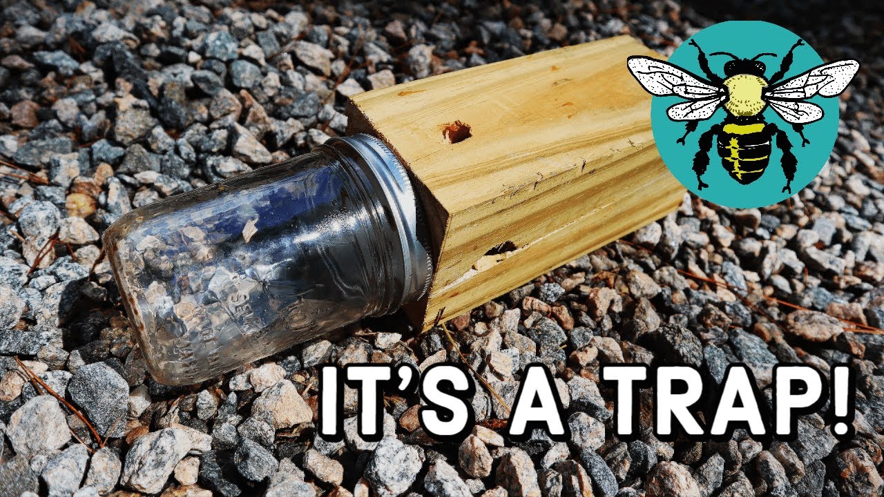 🐝 Carpenter Bee Trap Tutorial | DIY