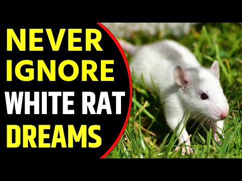 What Does White Rat dream Meaning || Dreaming of White Rats || White Rat Dreams Interpretation