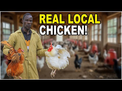 This Is How a Real Indigenous Chicken Looks Like (Inside NARO’s Secret Breeding Project)