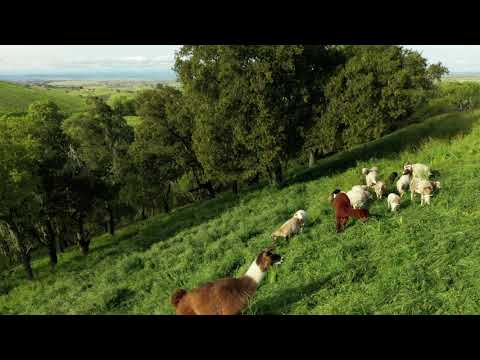 AmByth Estate in Templeton, California in the Spring