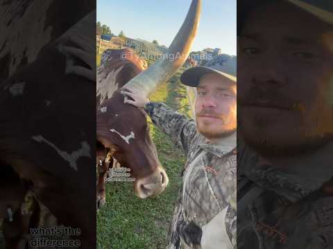 Horns vs Antlers #animals #amazinganimals #learn #animalsofyoutube