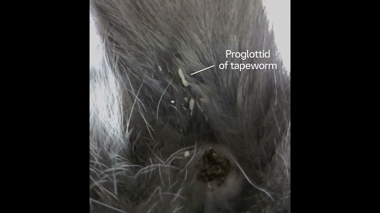 Dipylidium caninum (tapeworm) in cats