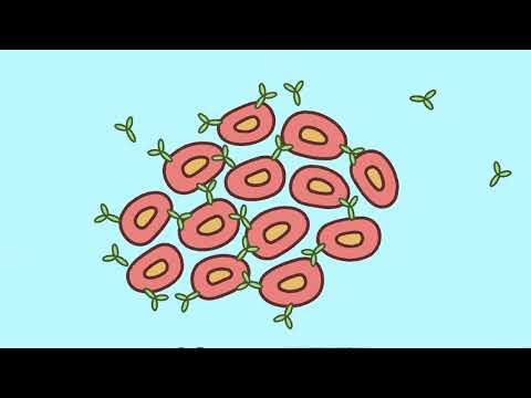 How to Sort Cells: The Flow Cytometry Facility at USC Stem Cell