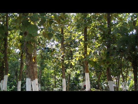 SCIENTIFIC NAME : SAL TREE
