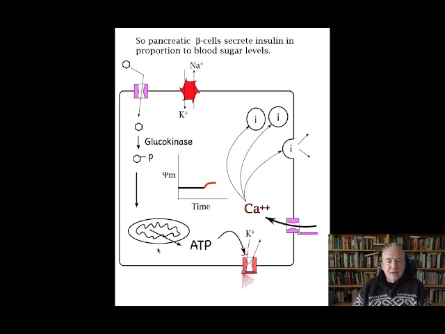 The Science of Taste: How Our Taste Buds Influence Insulin Secretion ...