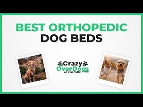 Best Orthopedic Dog Beds in 2021 | Why You Need Them