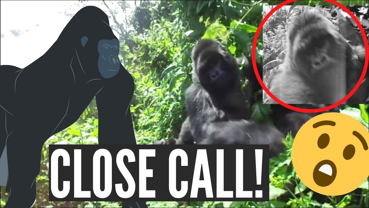CLOSE ENCOUNTER with wild SILVERBACK GORILLA.  Male lashes out at family member and crashes into...