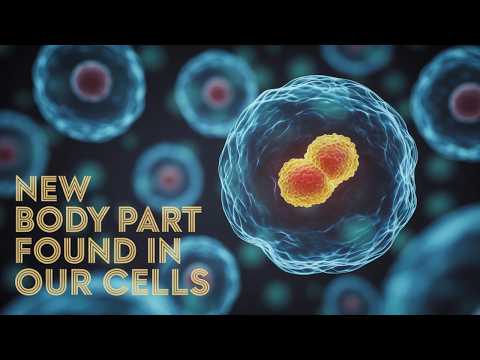 Meet the Hemifusome: The New Body Part We Never Knew Existed