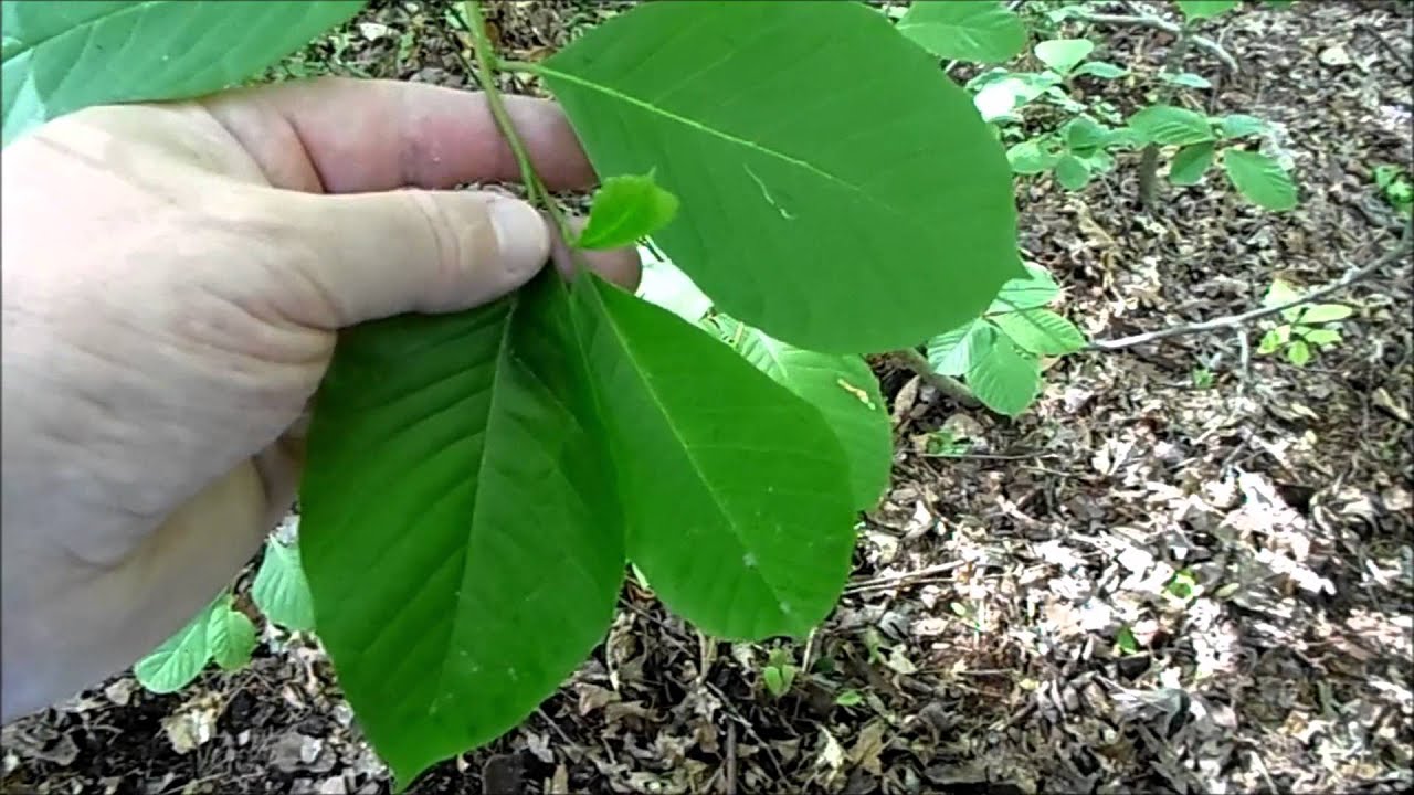 Tree ID 101