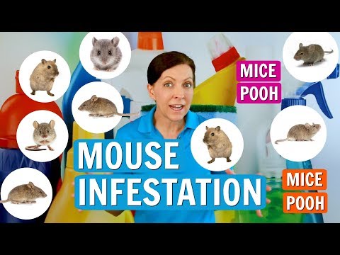 Mouse Infestation - Home, Airbnb, VRBO, Short-Term Rental Help