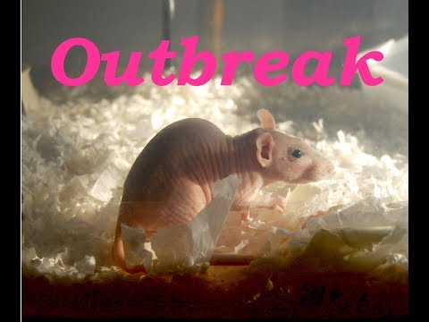 Respiratory Infection in Rats; Treatment & Prevention for Pets & Feeders