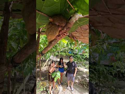 Everybody Loves the Cute Tarsiers of Bohol Philippines #bohol