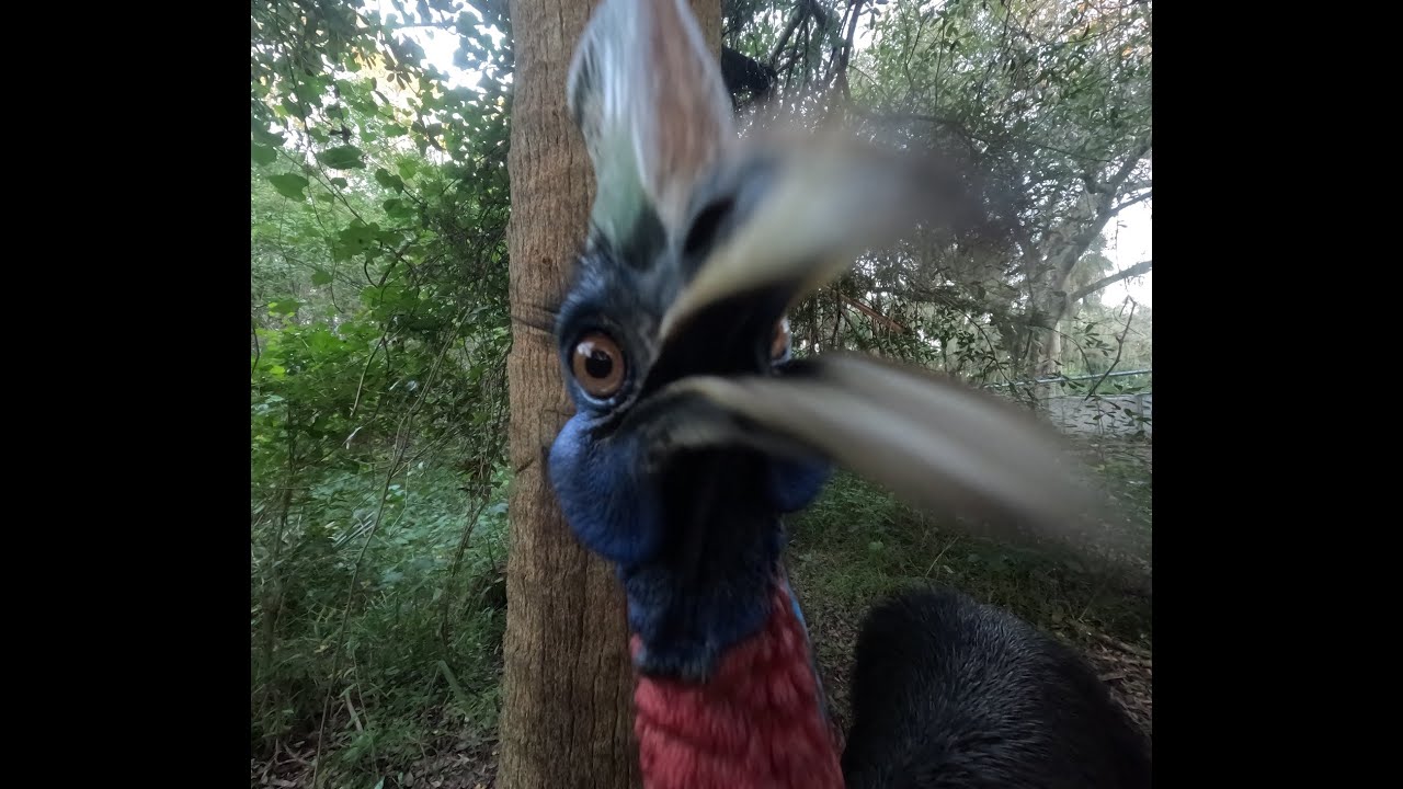 Episode 3: Inside the Cassowary Enclosures!