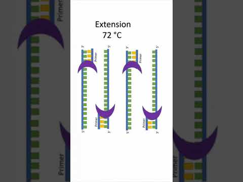 Polymerase Chain Reaction (PCR) #shorts
