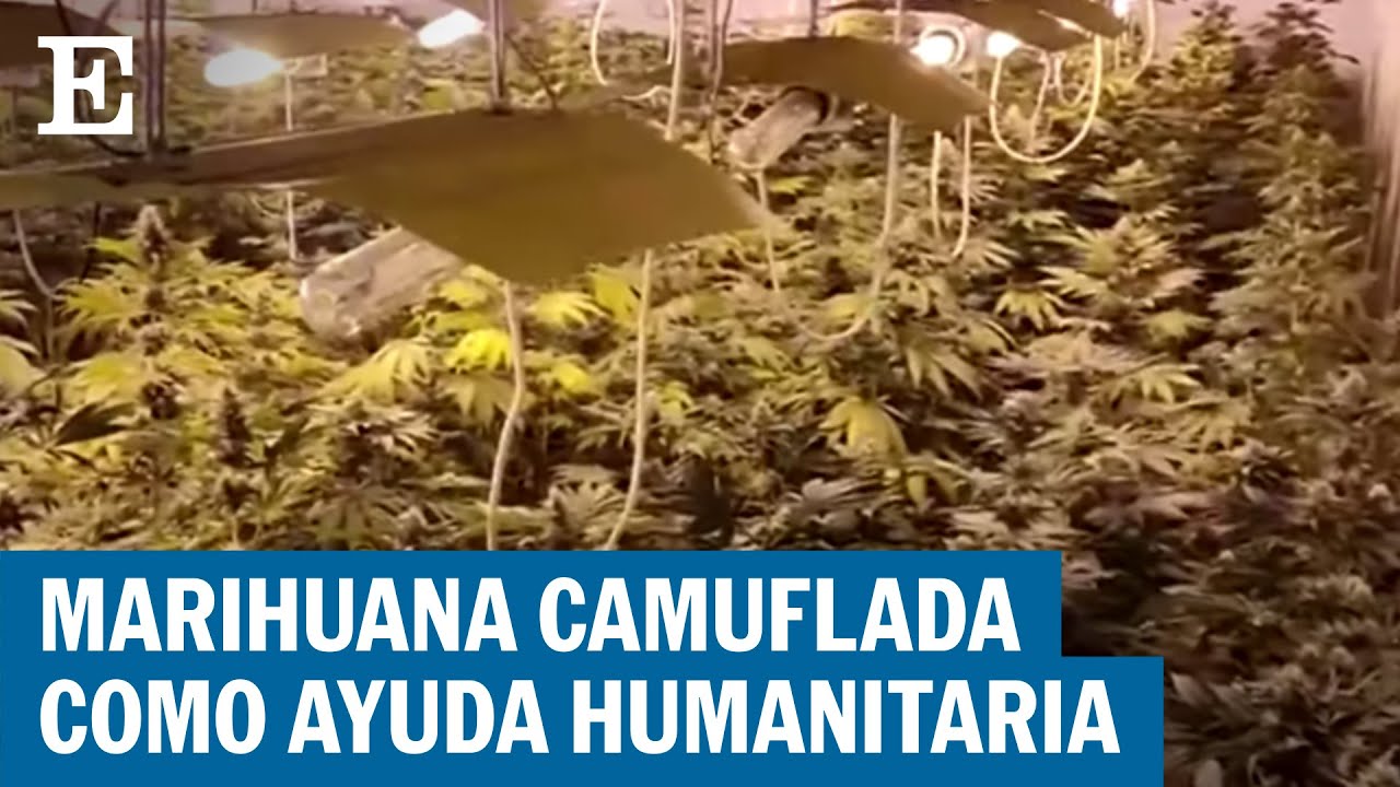 Cae una banda que camuflaba marihuana en caravanas para Ucrania | EL PAÍS