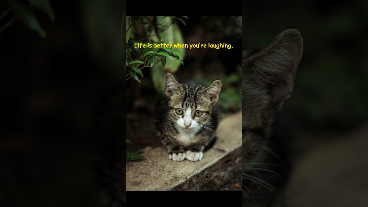FRIDAY FLYDAY #friday #cat #back #laugh