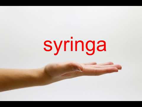 How to Pronounce syringa - American English