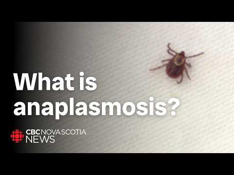 Tick-borne illness on the rise in Nova Scotia