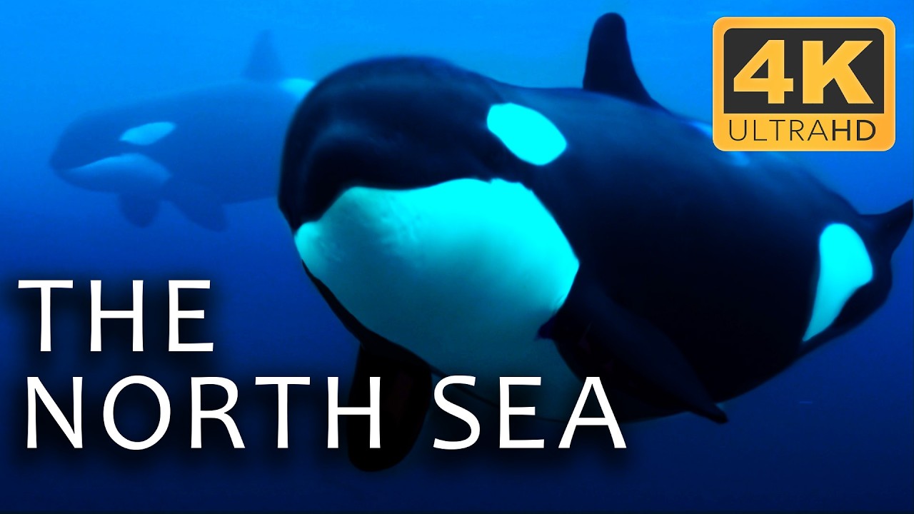 Exploring the North Sea: A Deep Dive into Its Unique Ecosystem | Galaxy.ai Exploring the North Sea: A Deep Dive into Its Unique Ecosystem | Galaxy.ai